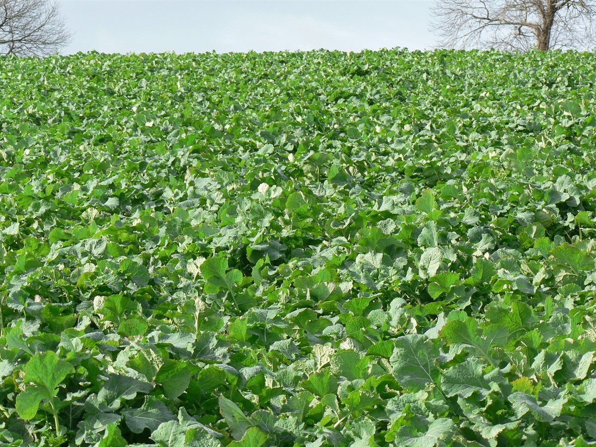 Colza fourrager BIO - 25kg